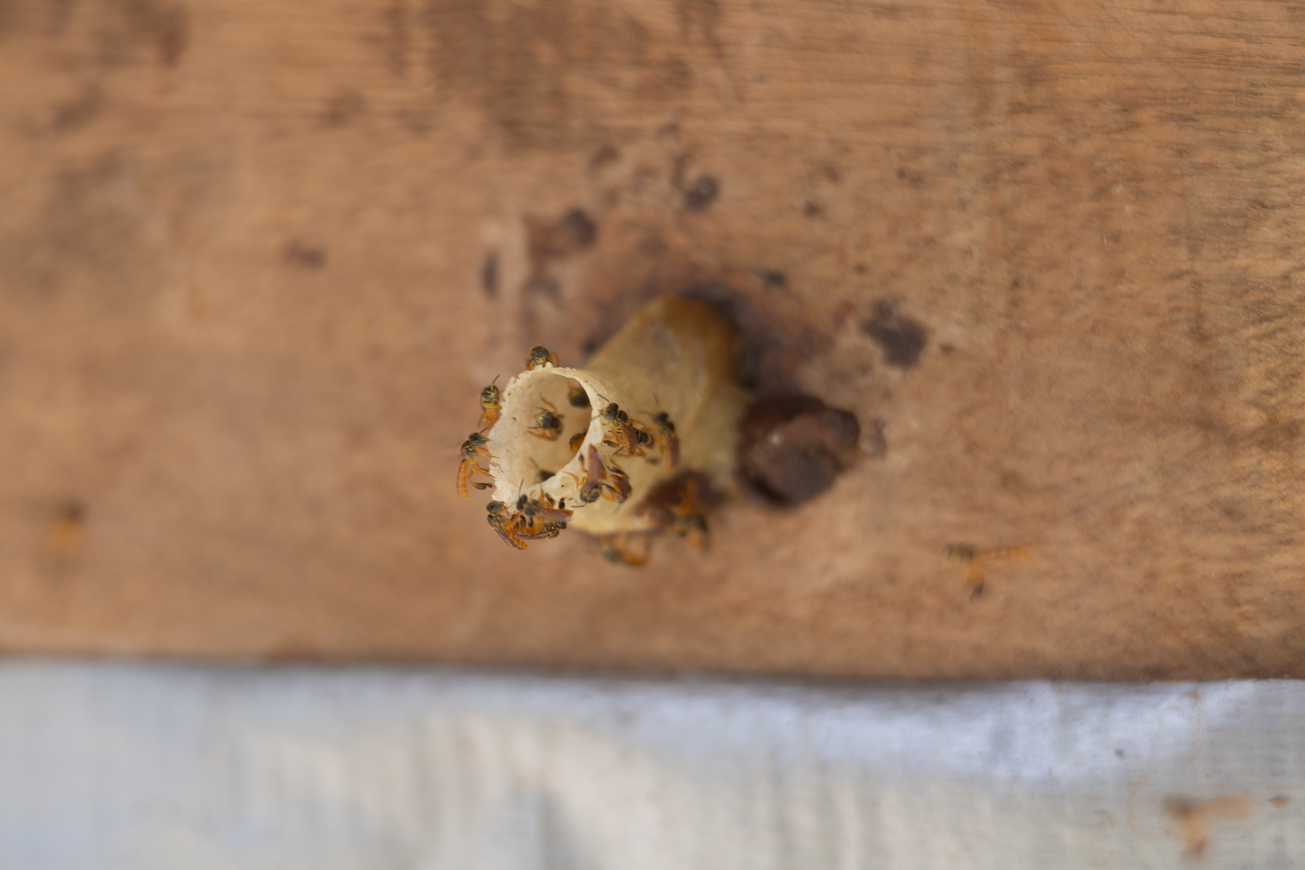 Bees for biodiversity in Belize